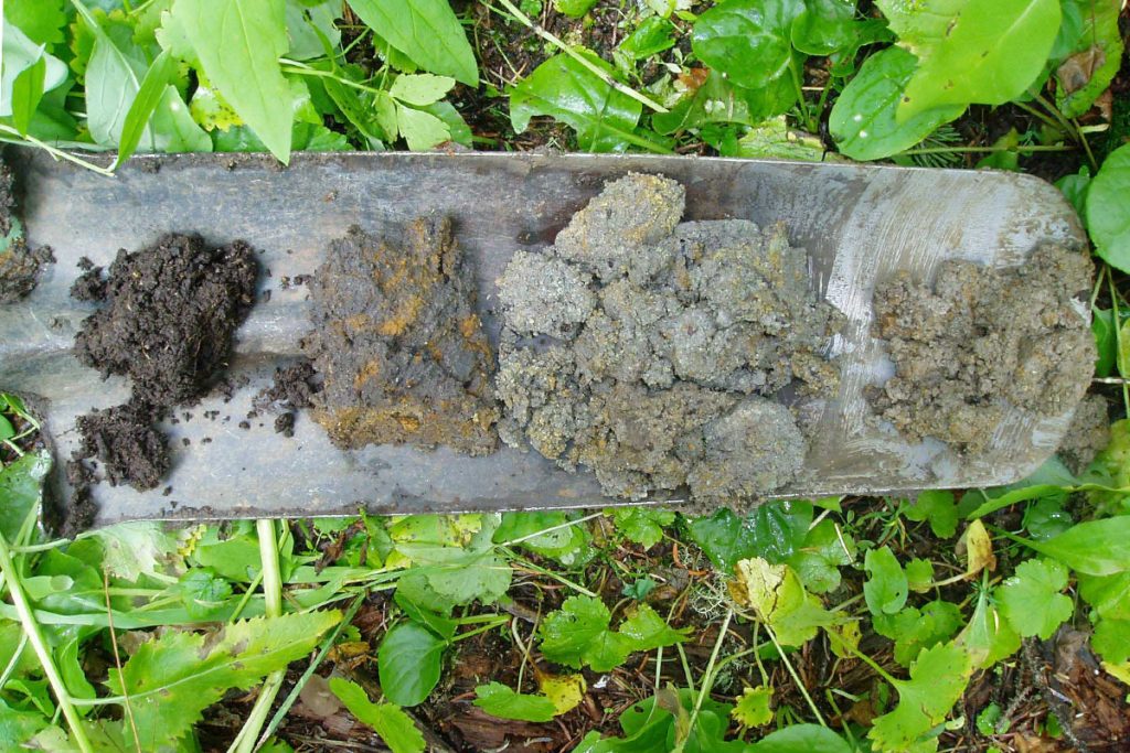 Soil Science - Birch Ecology