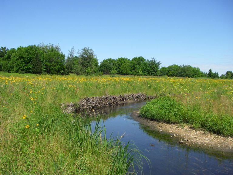 Stream Restoration - Birch Ecology