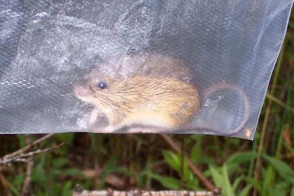 Threatened & Endangered Species - Birch Ecology