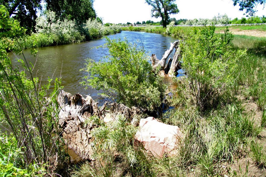 Stream Restoration - Birch Ecology