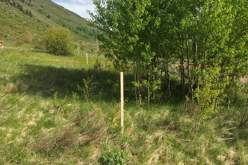 Planning & Design - Birch Ecology