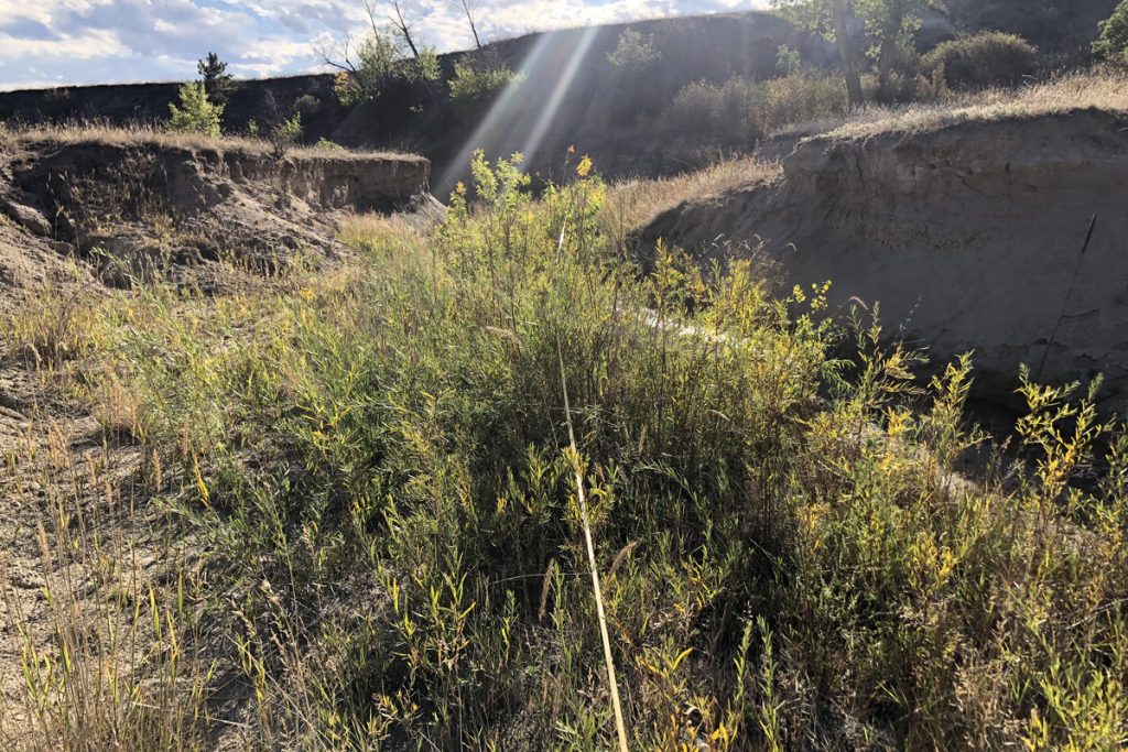 Stream Restoration - Birch Ecology