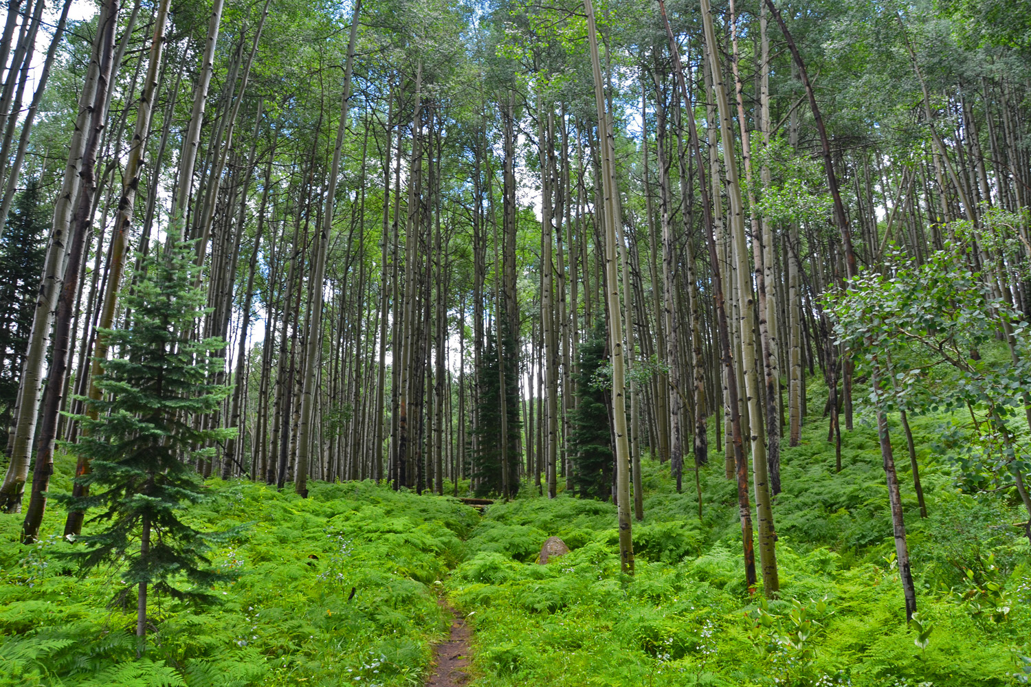 Projects - Birch Ecology